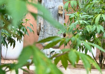 CloudWalker Farm | Rooted in a Higher Standard of Wellness